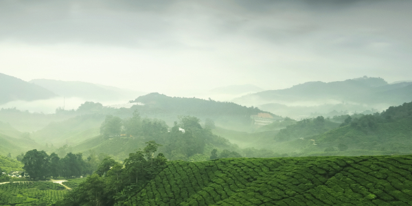 #24 - WHERE DOES TEA COME FROM? - Elmstock Tea Australia